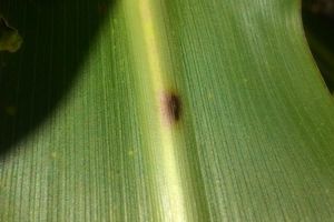 Bercak Coklat pada Jagung | Hama & Penyakit