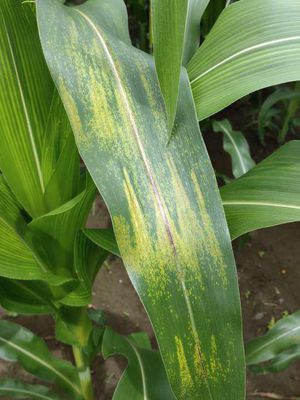 Mancha foliar del maíz | Plagas y enfermedades