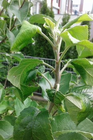 Upungufu wa Kalisi (Madini Chokaa) | Wadudu & Magonjwa