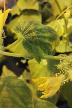 Deficiência de Cálcio | Pragas e Doenças