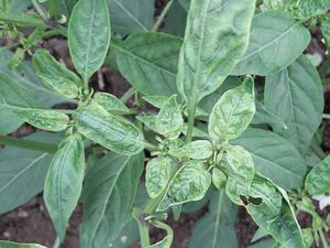 Calcium Deficiency | Plant Disease Library
