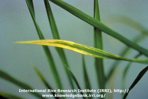 Calcium Deficiency | Plant Disease Library