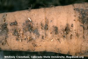 Carrot Fly | Pests & Diseases