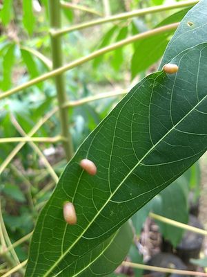 Cassava Gall Midge | Pests & Diseases