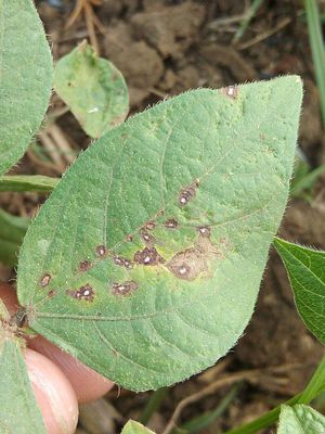 Mancha de cercospora | Plagas y enfermedades