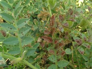 Chickpea Rust | Pests & Diseases