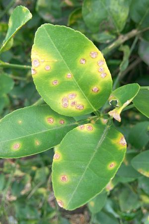 Citrus Canker | Pests & Diseases