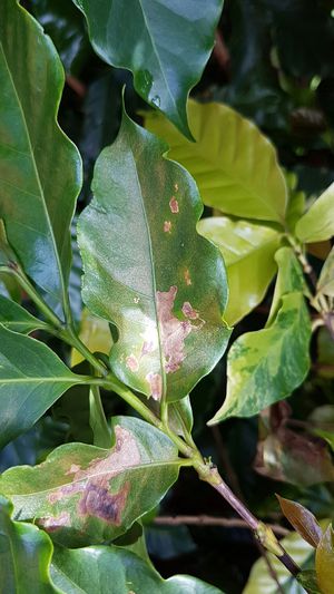 Penggorok Daun Kopi | Hama & Penyakit