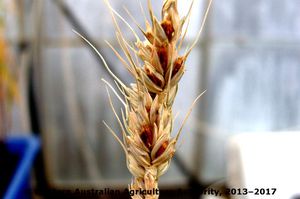 Common Bunt of Wheat | Pests & Diseases