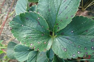 Common Leaf Spot | Pests & Diseases