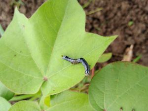 Cotton Semilooper | Pests & Diseases