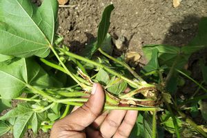 Cotton Stem Weevil | Pests & Diseases