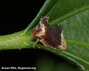 Cowbugs | Pests & Diseases