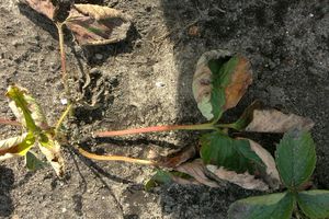 Rhizome Rot of Strawberry | Pests & Diseases