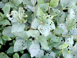 Chrysomèle du Concombre | Ravageurs & Maladies