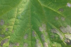 Cucumber Scab | Pests & Diseases