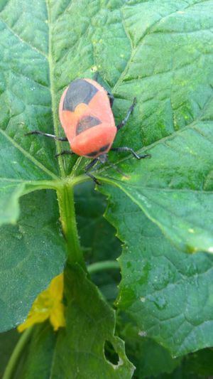 Cucurbit Stink Bug | Pests & Diseases