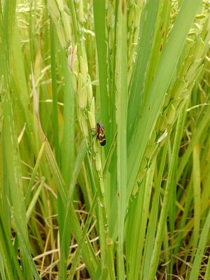 Cigarrita, mión o salivazo de los pastos | Plagas y enfermedades