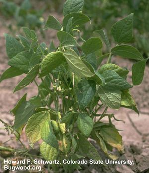 Busuk Akar Kering pada Buncis | Hama & Penyakit