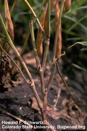 ಕಡಲೆಯ ಒಣ ಬೇರು ಕೊಳೆತ | ಕೀಟಗಳು ಮತ್ತು ರೋಗಗಳು