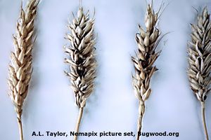 Ear Cockle Eelworm | Pests & Diseases