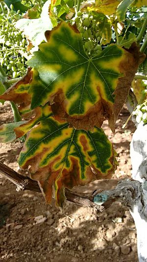 Esca | Pests & Diseases