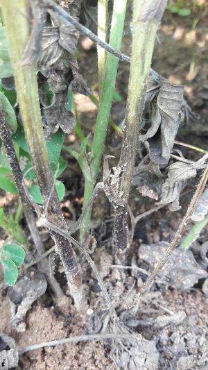 Foot and Collar Rot | Pests & Diseases