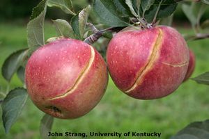 Fruit Cracking | Pests & Diseases