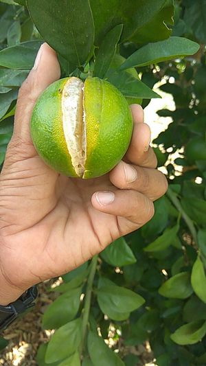 Fruit Cracking | Pests & Diseases