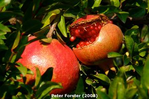 Fruit Cracking | Pests & Diseases
