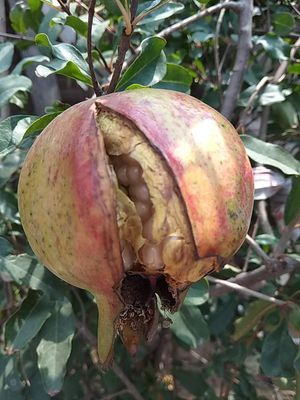 Fruit Cracking | Pests & Diseases