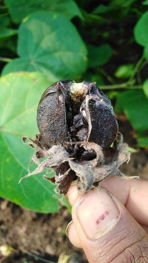Fungal Boll Rot Complex | Pests & Diseases