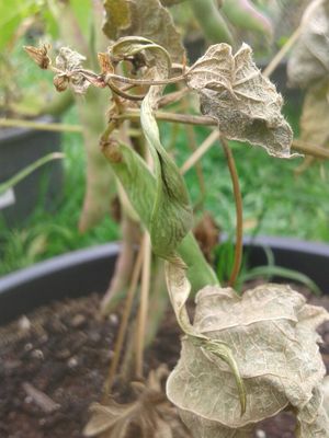 Layu Fusarium | Hama & Penyakit