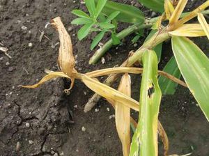 Manjericao Murcha Fusarium