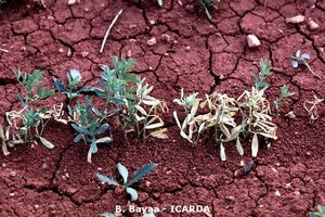 Murcha de Fusarium | Pragas e Doenças
