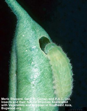 Gram Blue Butterfly | Pests & Diseases