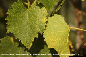 Grape Rust | Pests & Diseases