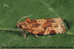 Grape Tortrix Moth | Pests & Diseases