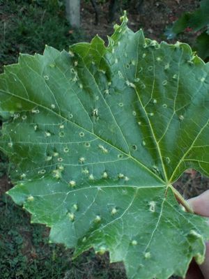 Chawa wa Mizabibu | Wadudu & Magonjwa