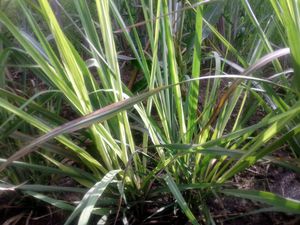 Grassy Shoot of Sugarcane | Pests & Diseases