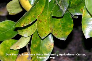 Greasy Spot | Plant Disease Library