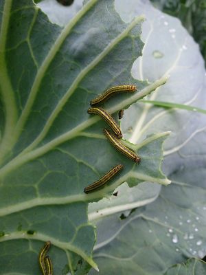Great Southern White | Pests & Diseases