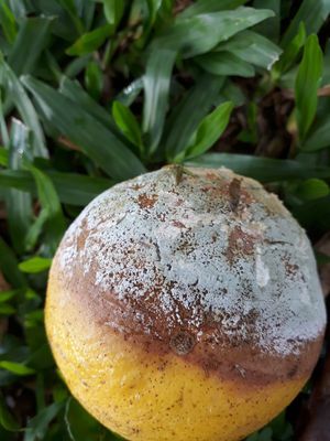 Penicillium Glaucum Mold In House