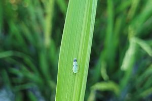 Green Paddy Leafhoppers | Pests & Diseases