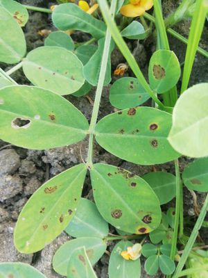 Groundnut Chlorotic Fan-spot Virus | Pests & Diseases