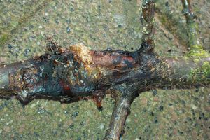 Gummosis | Pests & Diseases