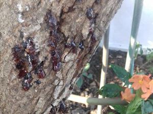 Gummosis | Pests & Diseases