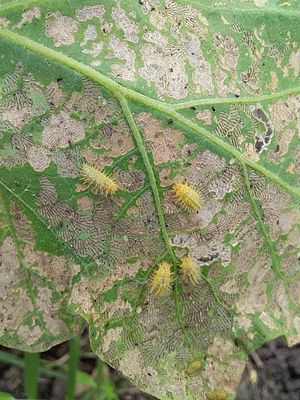 Hadda Beetle | Pests & Diseases