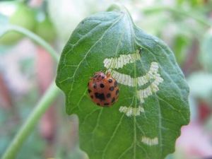 Hadda Beetle | Pests & Diseases