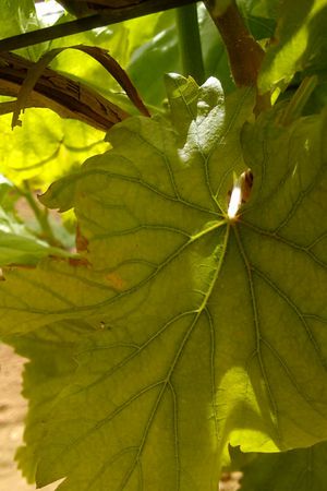 ಕಬ್ಬಿಣದ ಕೊರತೆ | ಕೀಟಗಳು ಮತ್ತು ರೋಗಗಳು